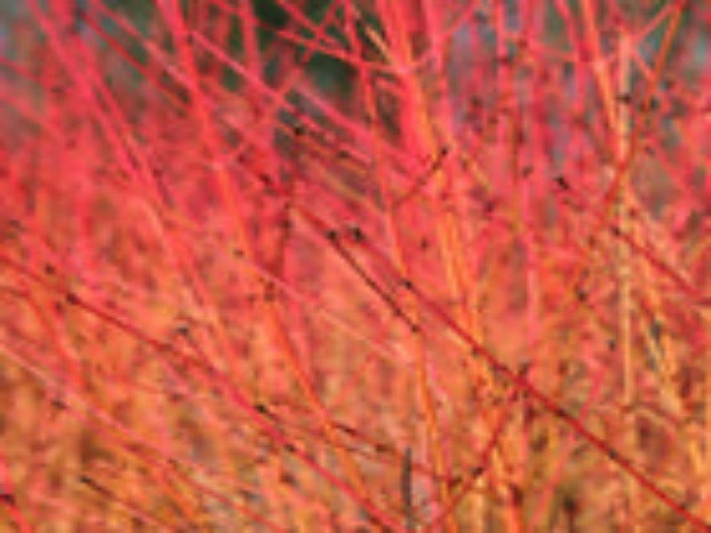 Cornus Sanguine a Midwinter Fire – First4Plants